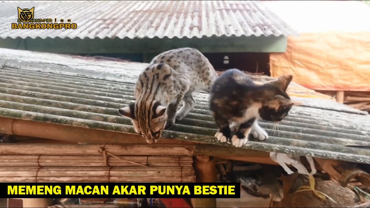 Persahabatan Kucing Hutan Dan Kucing Dom/Rumahan - YouTube