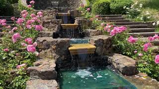 Amazing rose garden in Oakland, California
