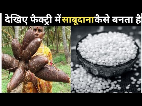 देखिए साबूदाना कैसे बनता है ? Sabudana Making Process, How it's made ...