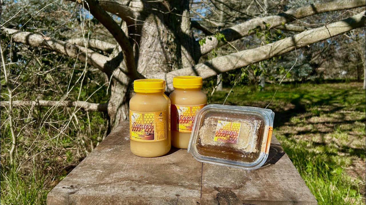 Panales Naturales🐝 - YouTube