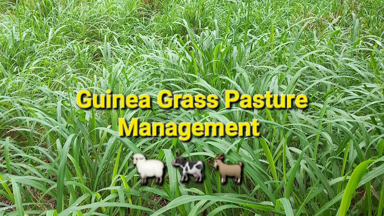 Native Guinea Grass: Good Pasture Management Practices/ Megathyrsus ...