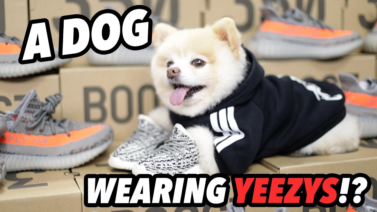 A DOG WEARING YEEZYS AT SNEAKERCON NYC NYC DAY 2