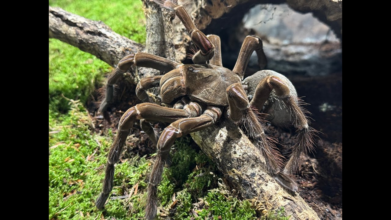 Theraphosa stermi, Burgundy Goliath Bird Eater Pairing - YouTube