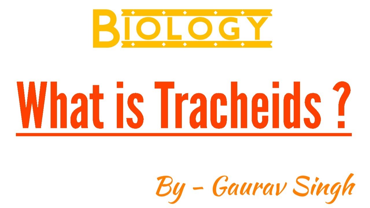What is Tracheids ? || By - Gaurav Singh ||. - YouTube