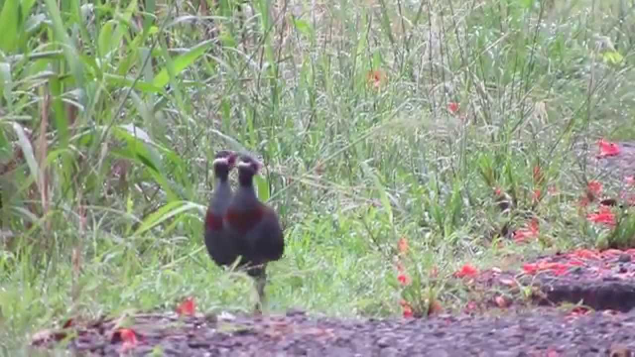 Barred Rails - Calling - YouTube