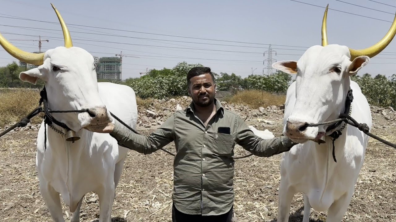 पृथ्वी दादा यांची गाय, बैल दावण / khillar cow - YouTube