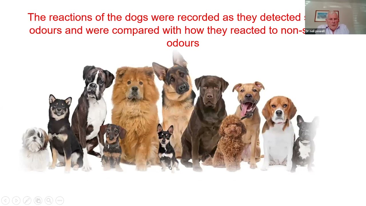 National Conference 2021 - Untrained Dogs and Seizure Detection - YouTube