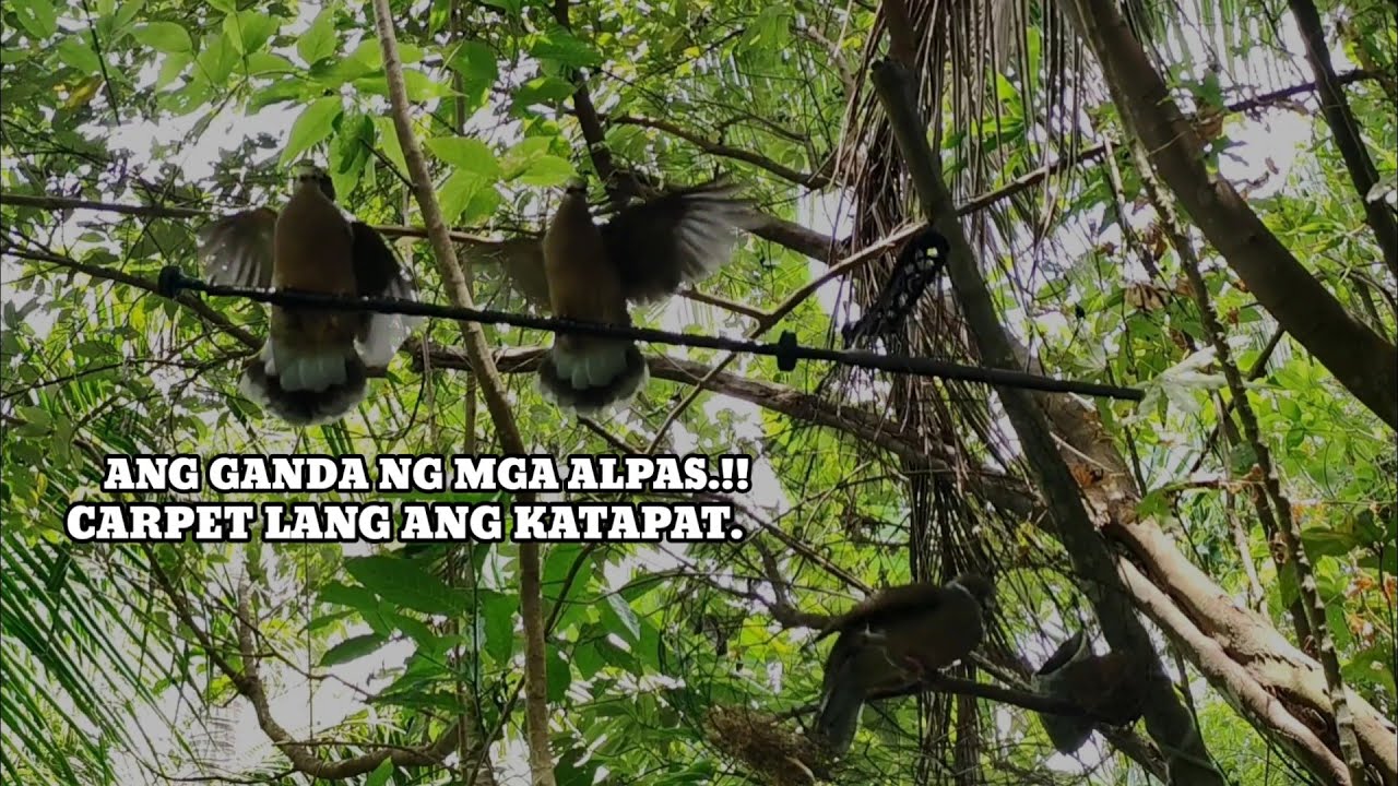 GANDA NG MGA ALIMOKON..EASY WAY TO CATCH..!! - YouTube