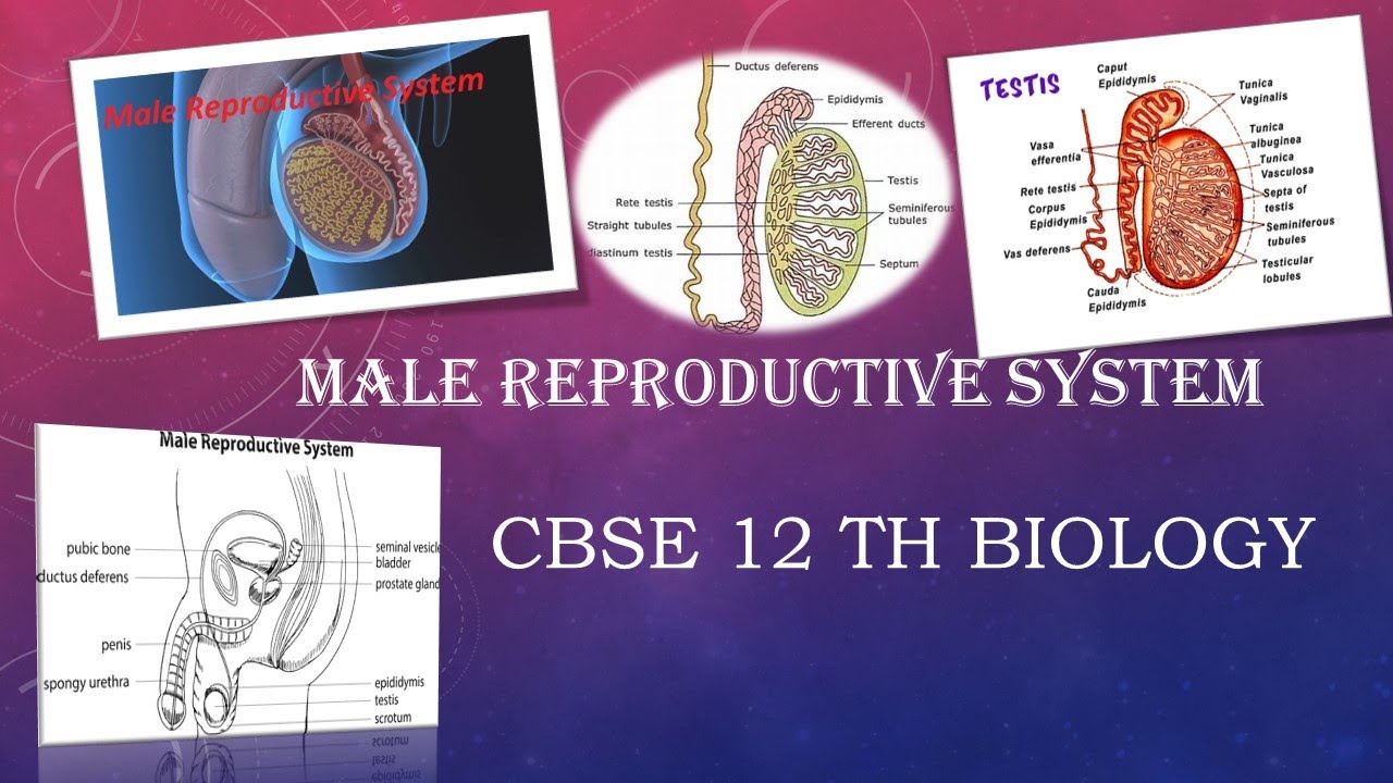 Male Reproductive System I Class 12 I Biology I Human Reproduction I ...