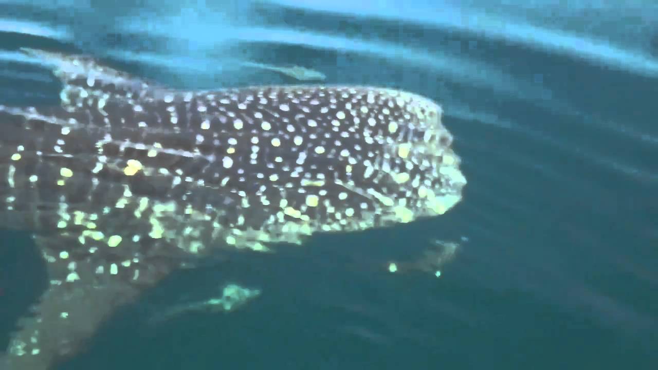 Whale Sharks and Sea Dogs - YouTube