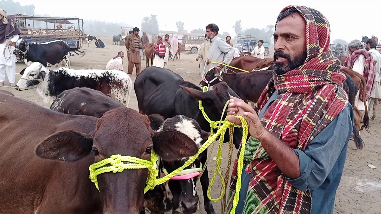 Walaiti Desi Cross Bull -Bakra Mandi -Maveshi Mandi Punjab official ...