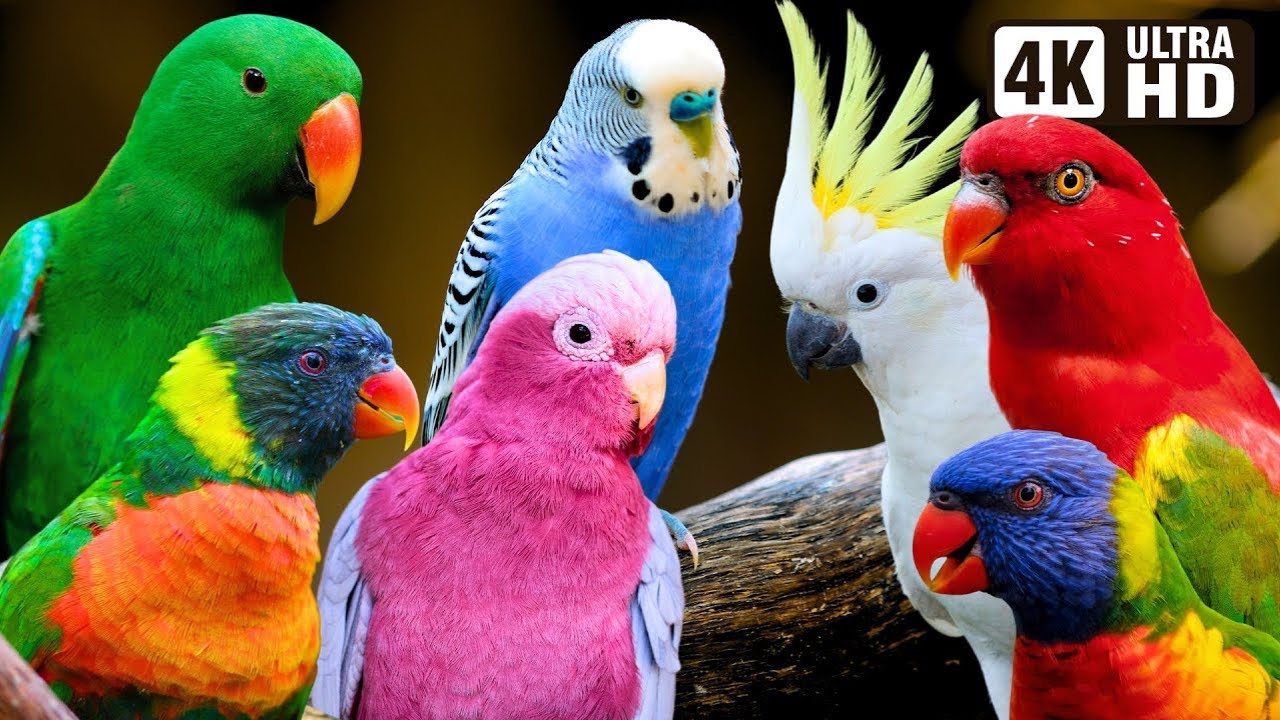 World’s Most Beautiful Parrots | Colorful Birds | Amazing small Parrots ...