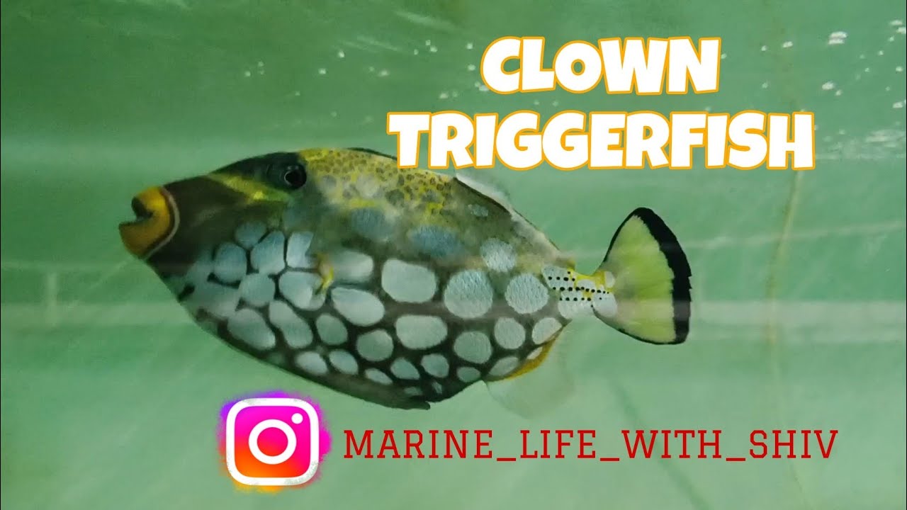 Marine aquarium clown triggerfish guide in hindi - YouTube