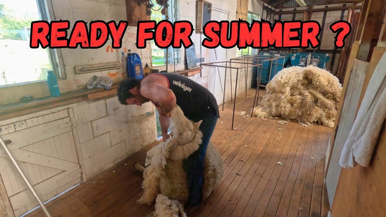 Rams and Fire. It's Getting Dry! - YouTube