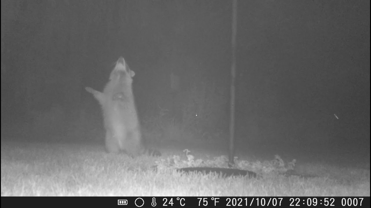 Rocky praying for help - YouTube