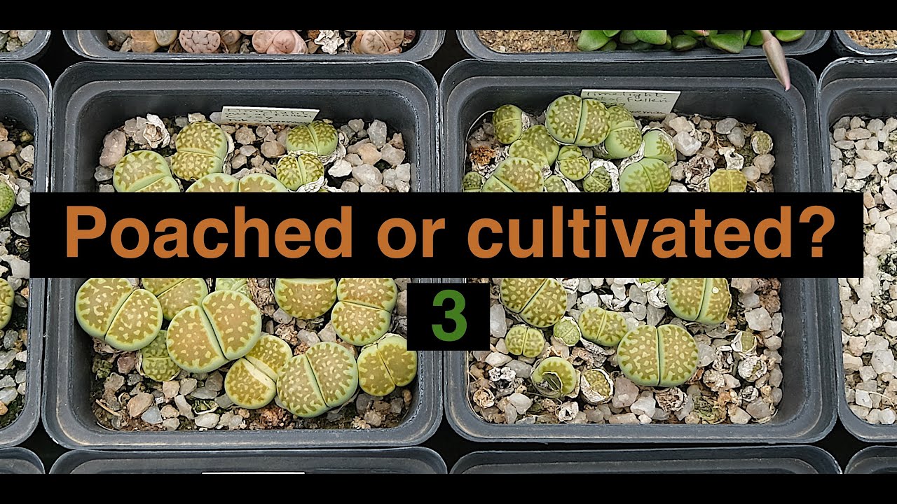 Succulents - Poached or cultivated? - 3 - YouTube