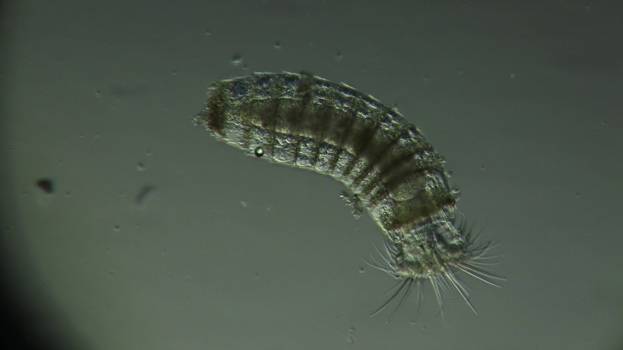 A kinorhynch doing its thing - YouTube