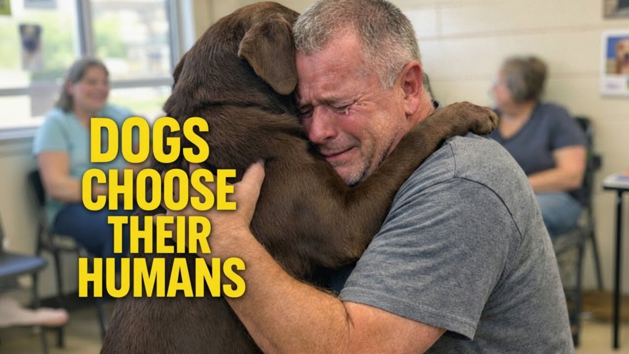 Dogs Choosing Their Humans — Adoption Scene - YouTube
