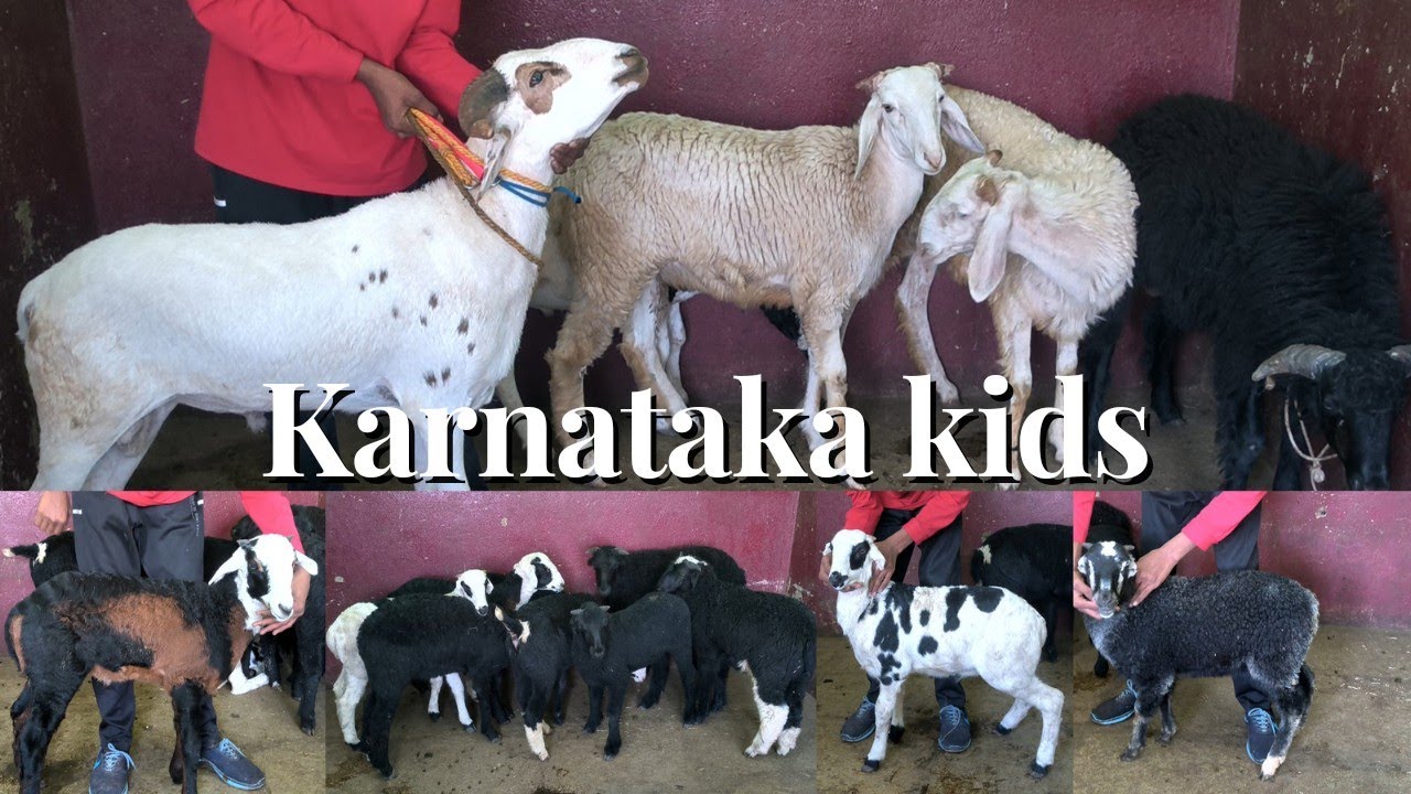 Ameengud Karnataka Jawari Sheeps Available Contact 8121270400 - YouTube