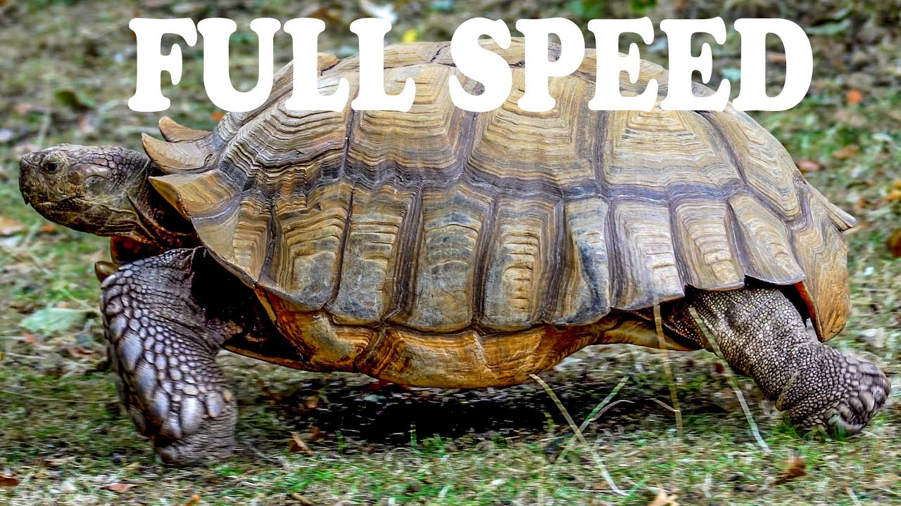 The Largest Tortoise in Africa at full speed 4K - YouTube