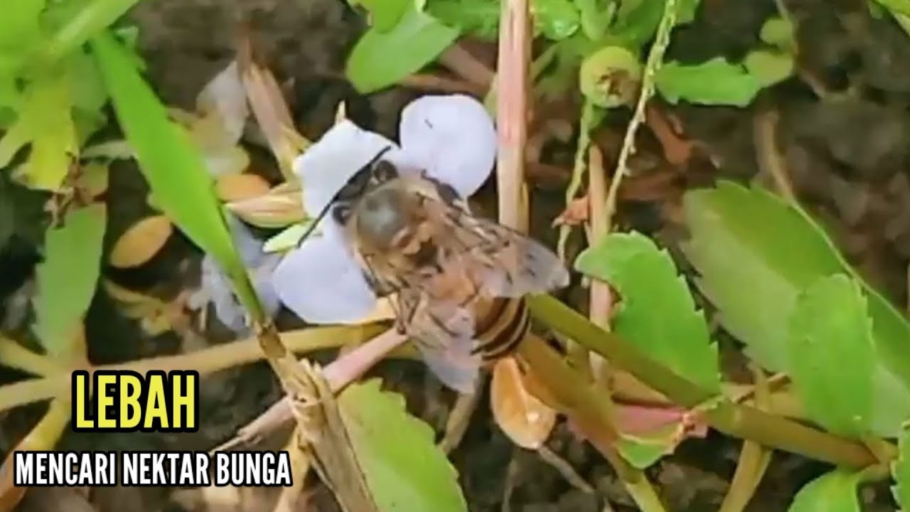 Lebah mencari nektar bunga - YouTube