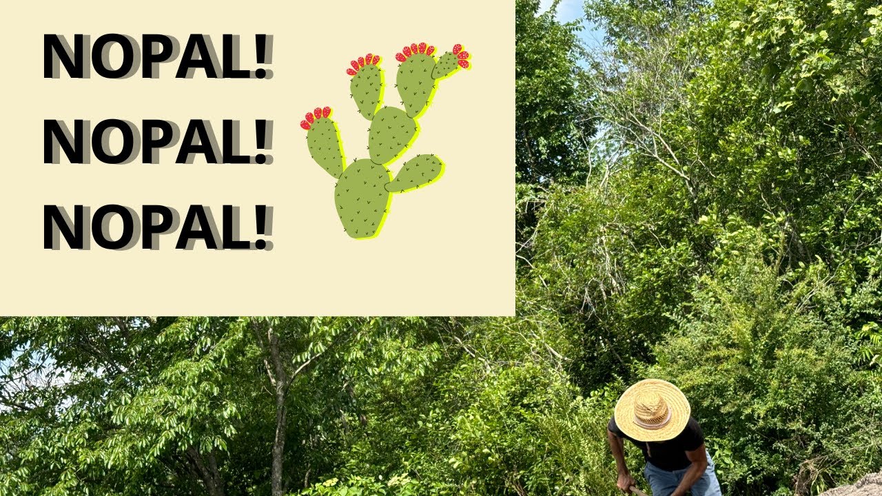 COSAS QUE DEBES SABER DEL NOPAL!! - YouTube