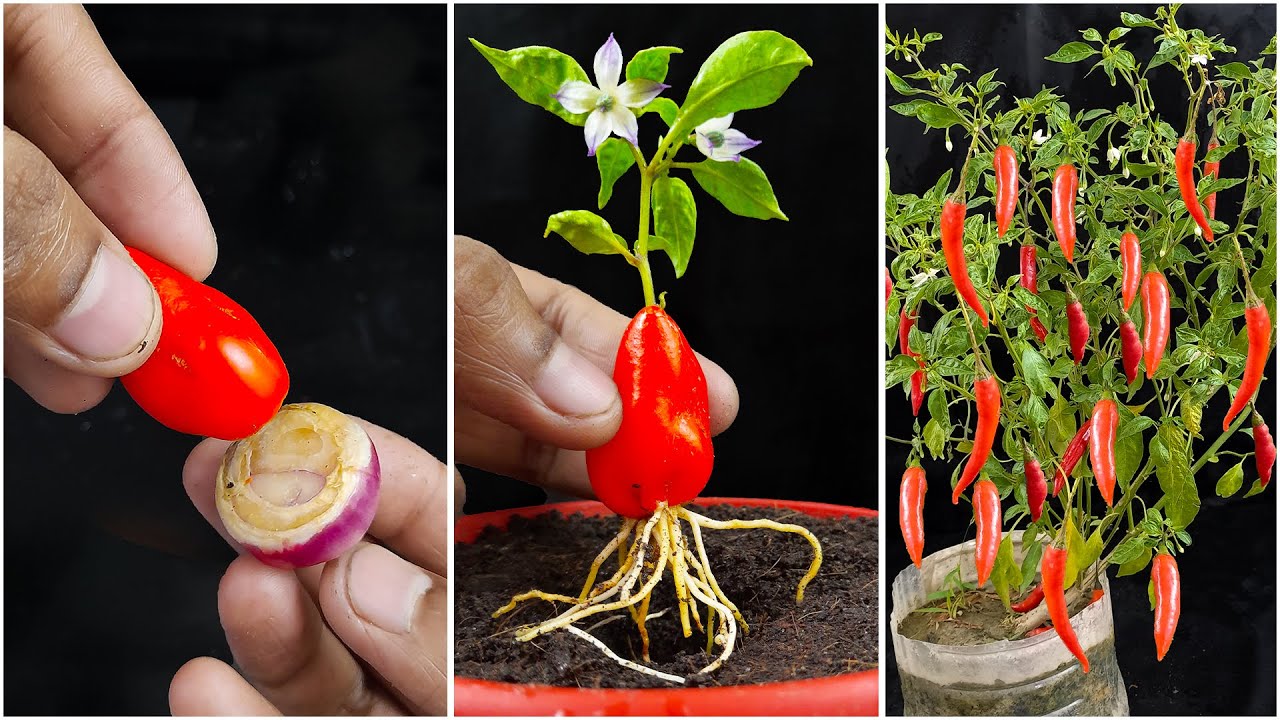 New idea Growing chilli Tree with Techniques New For Growing Faster ...