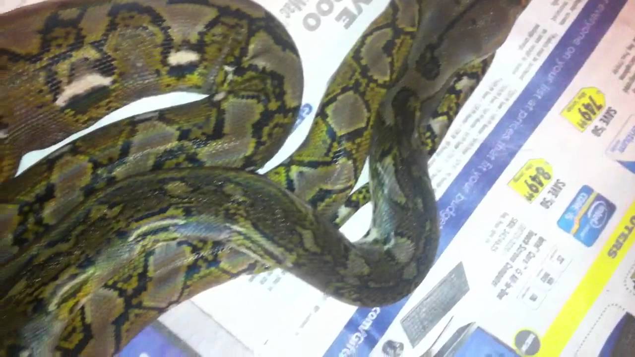 Granite back reticulated python het Anthrax update - YouTube