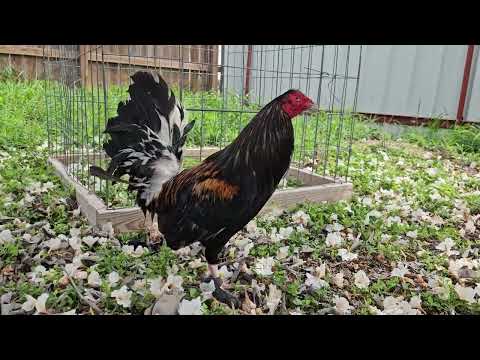 Tarasco Butcher Brass back - YouTube