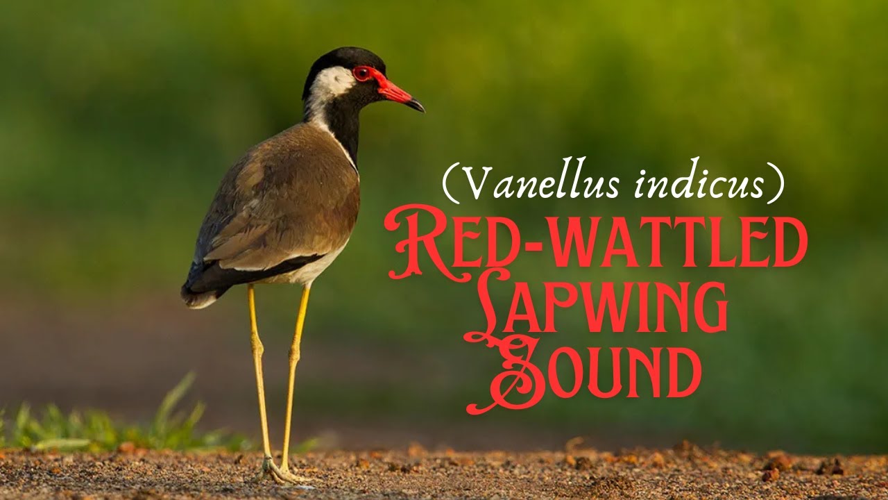Red Wattled Lapwing Sound Video: The Ultimate Bird Experience! - YouTube