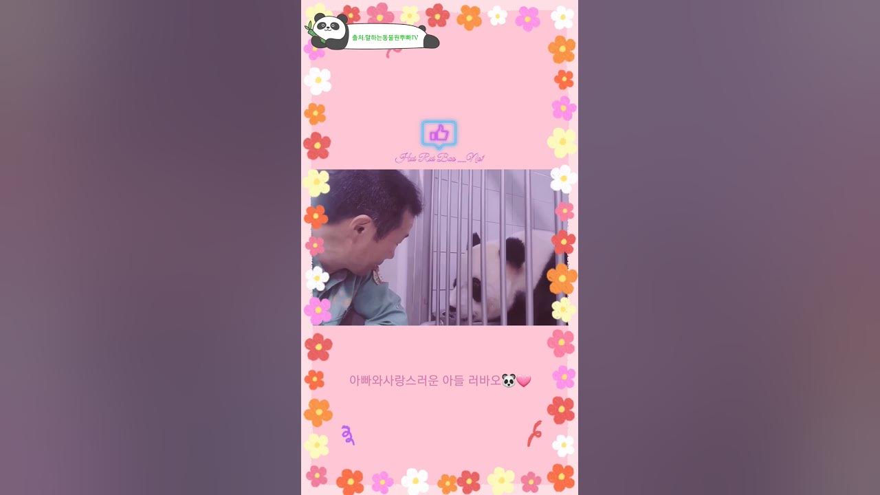 🐼아빠~~나 졸려~~😴😴😴러바오 강바오 Youtube