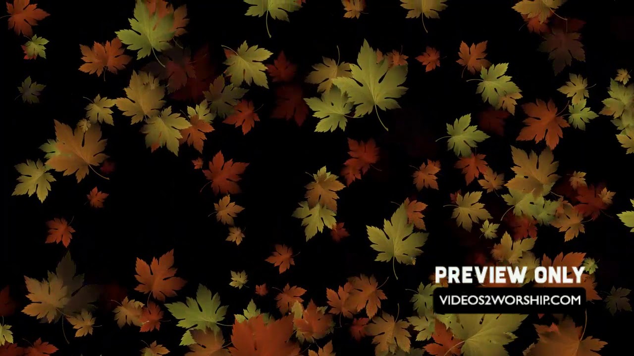 Autumn Large Leaves Motion Background Loop - YouTube