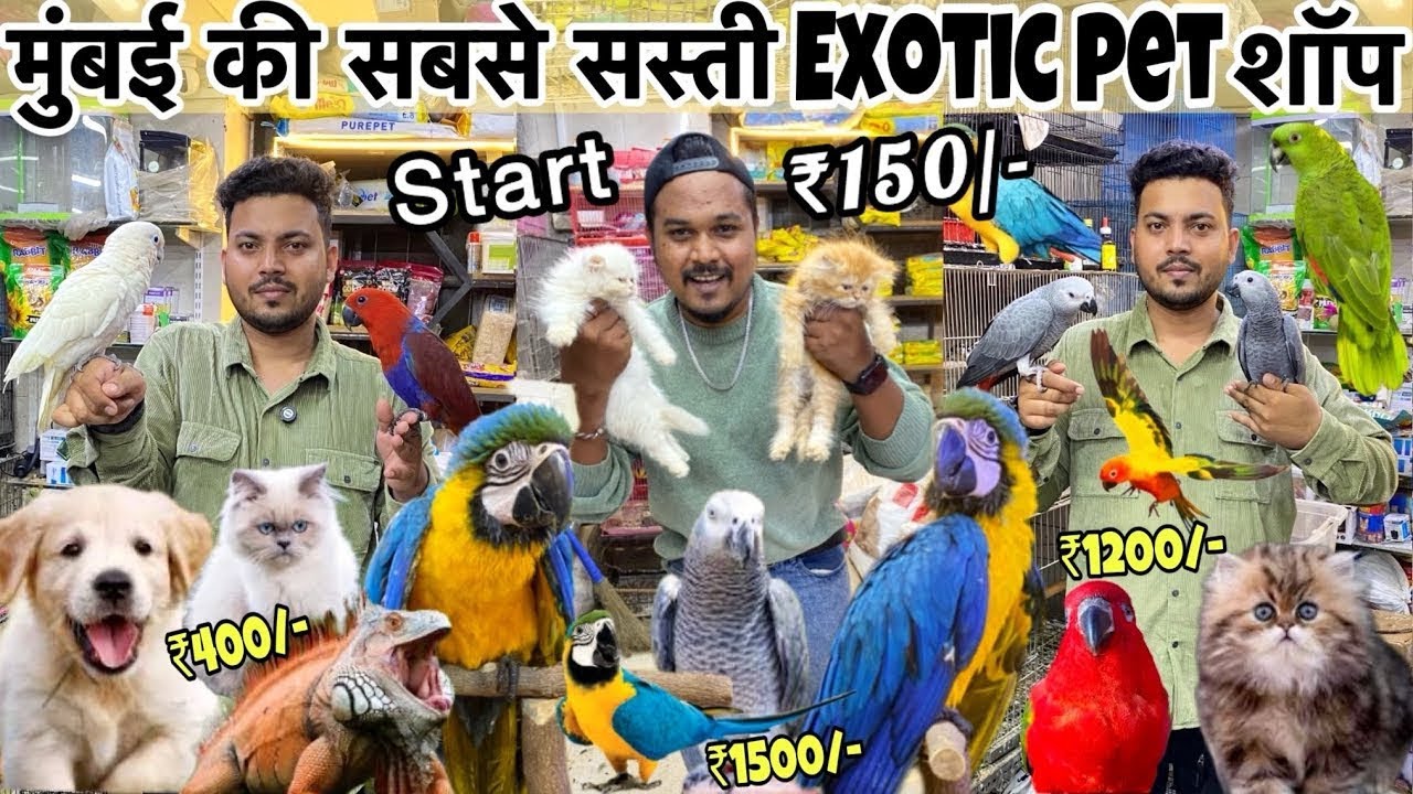 Start ₹150/-😱|| सबसे सस्ती शॉप || Animals | Birds || cheapest Pet ...
