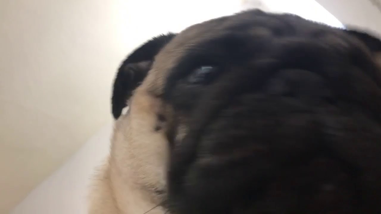Cute Pug makes funny sounds with scratches - YouTube