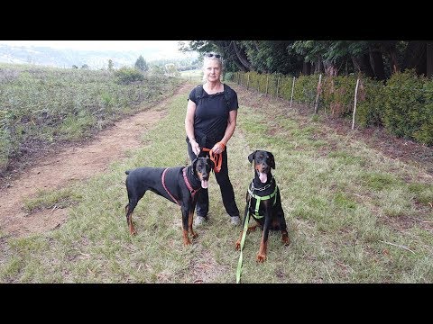 HogsBack Holiday - YouTube