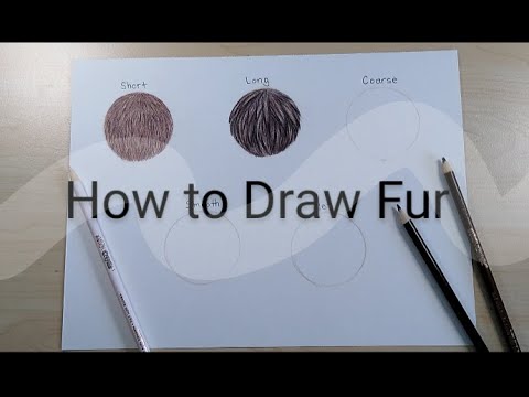 How to Draw Fur with Colored Pencil (Part 1 of 2) - YouTube