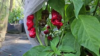 Peter Pepper Red