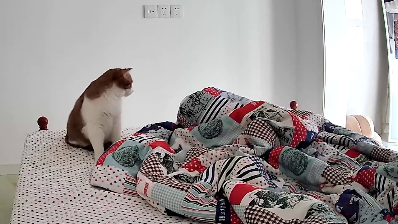 What your cat will do when you are not home - YouTube