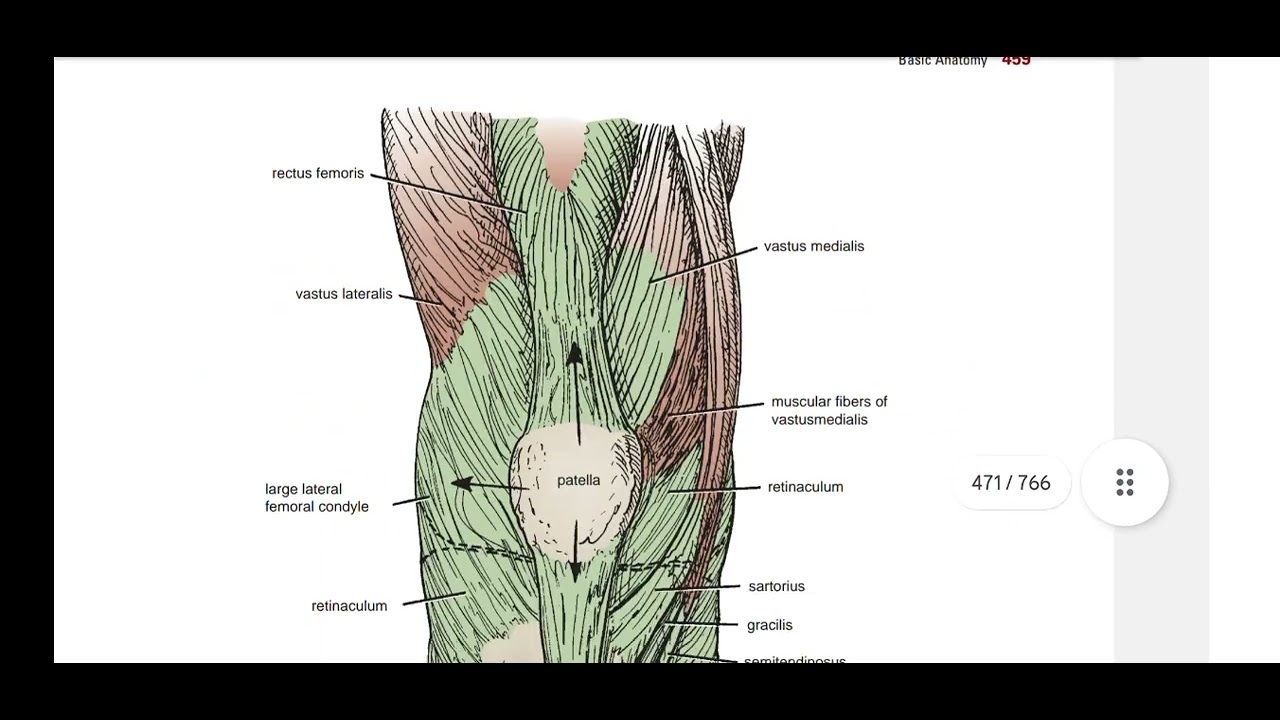 Lecture On Femoral Triangle,Adductor Canal And Femoral Sheath - YouTube