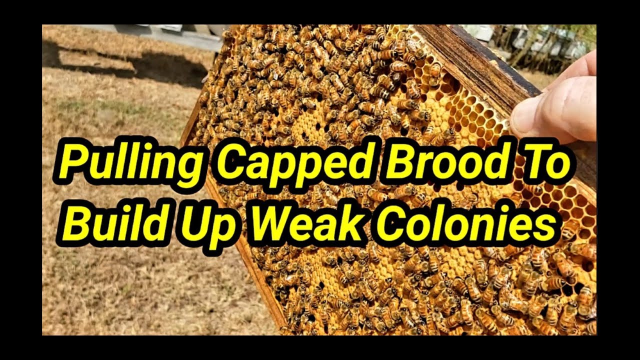 Pulling Capped Brood To Build Up Weak Colonies - YouTube