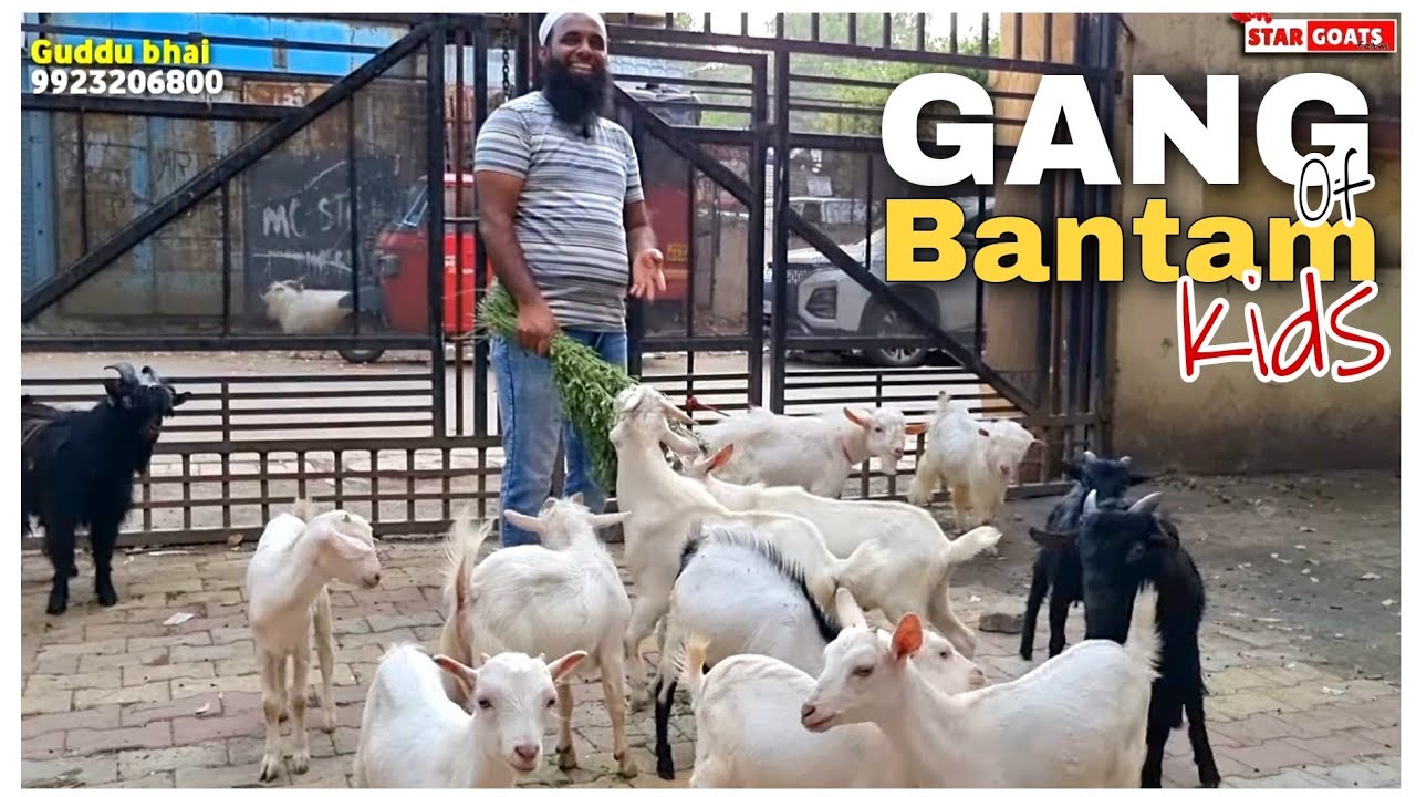 Bantam Bacchon ki Gang at GG Goats pune by Asif STD STAR GOATS FARM ...