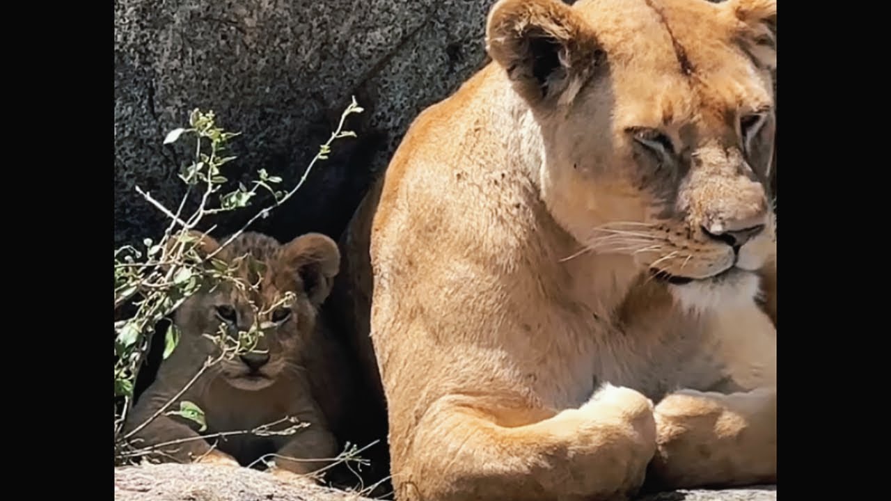Grand Children of Famous Bob Junior Lion | Cubs of Golden Boys ...