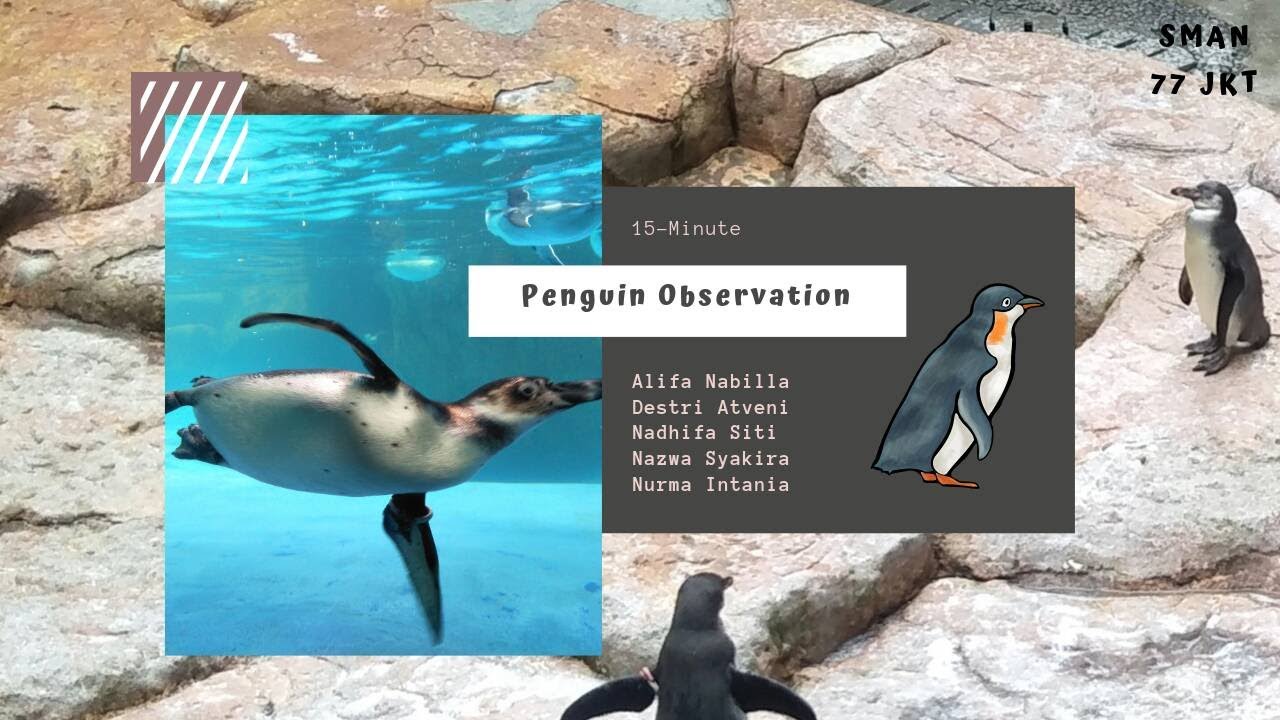 Penguin Observation (Tundra Biome) in SAFARI PARK - YouTube