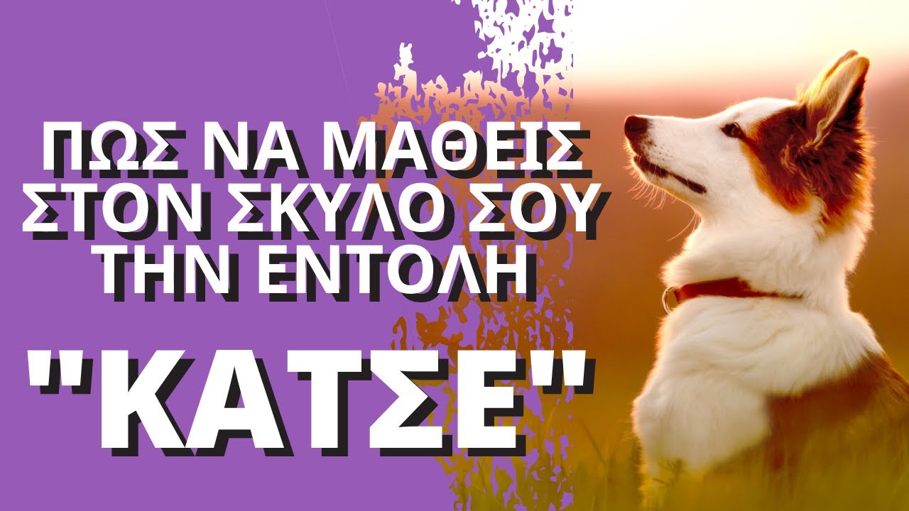ΕΚΠΑΙΔΕΥΣΗ ΣΚΥΛΩΝ - Εντολή "ΚΑΤΣΕ" - Πώς την μαθαίνουμε στον σκύλο μας ...