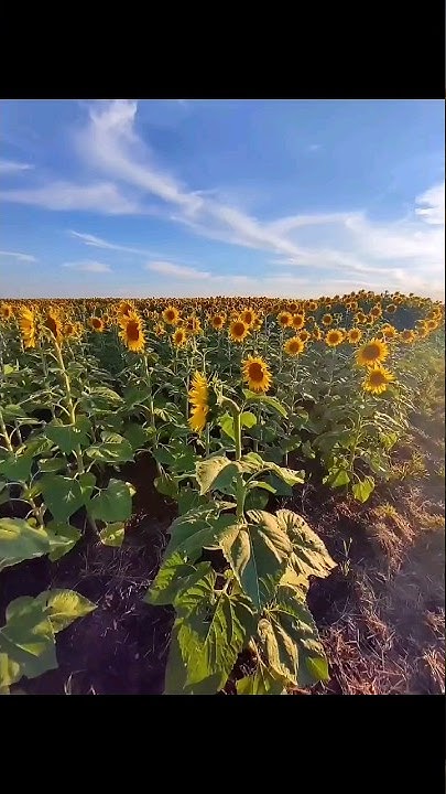 August Sunflowers, Midwest Nature, Family, Cheer & School Portraits ...