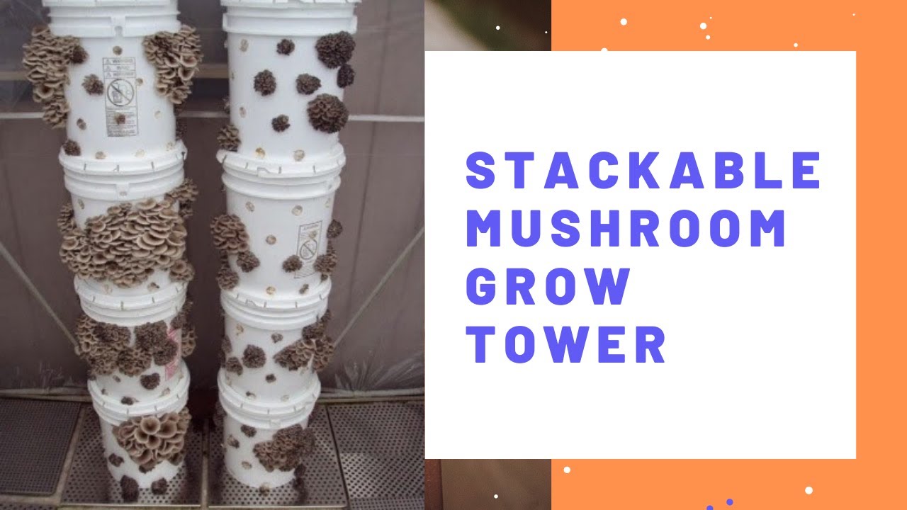 Stackable mushroom grow tower - growing mushrooms in thailand | a visit ...