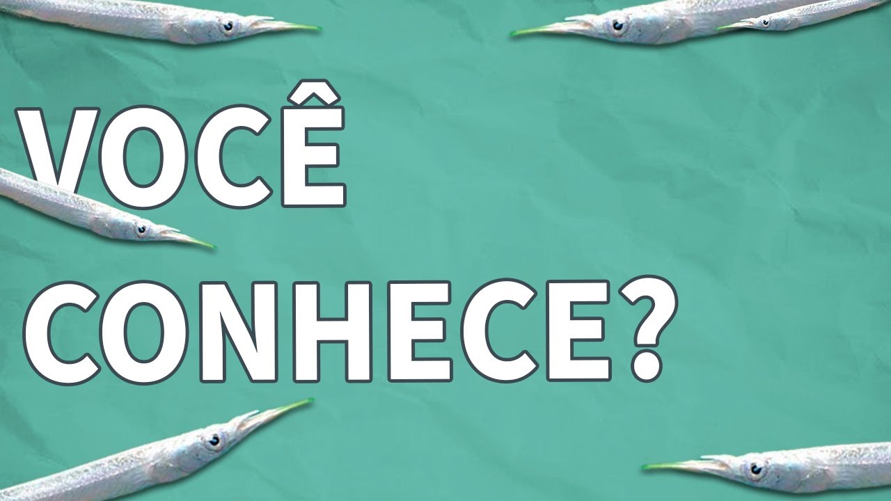 SAIBA TUDO SOBRE O PEIXE AGULHINHA PRATA E TENHA SEU AQUARIO MAIS ...