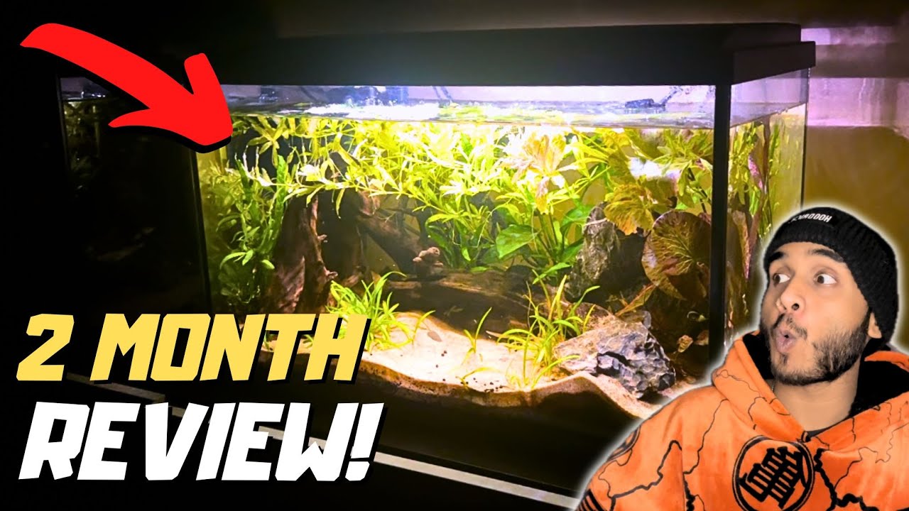 Interpet 56L : 2 Months Later - Review & Update ! - YouTube