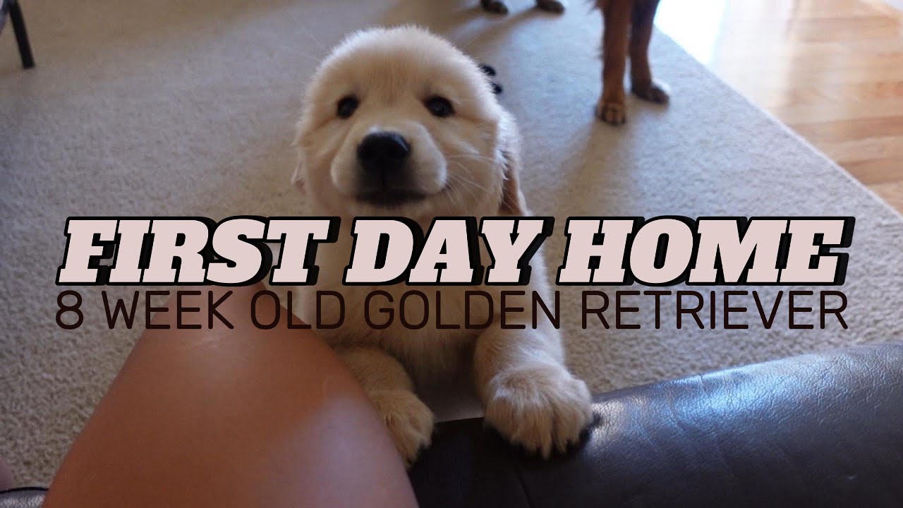 COME PICK OUT OUR 8 WEEK OLD GOLDEN RETRIEVER WITH US - YouTube
