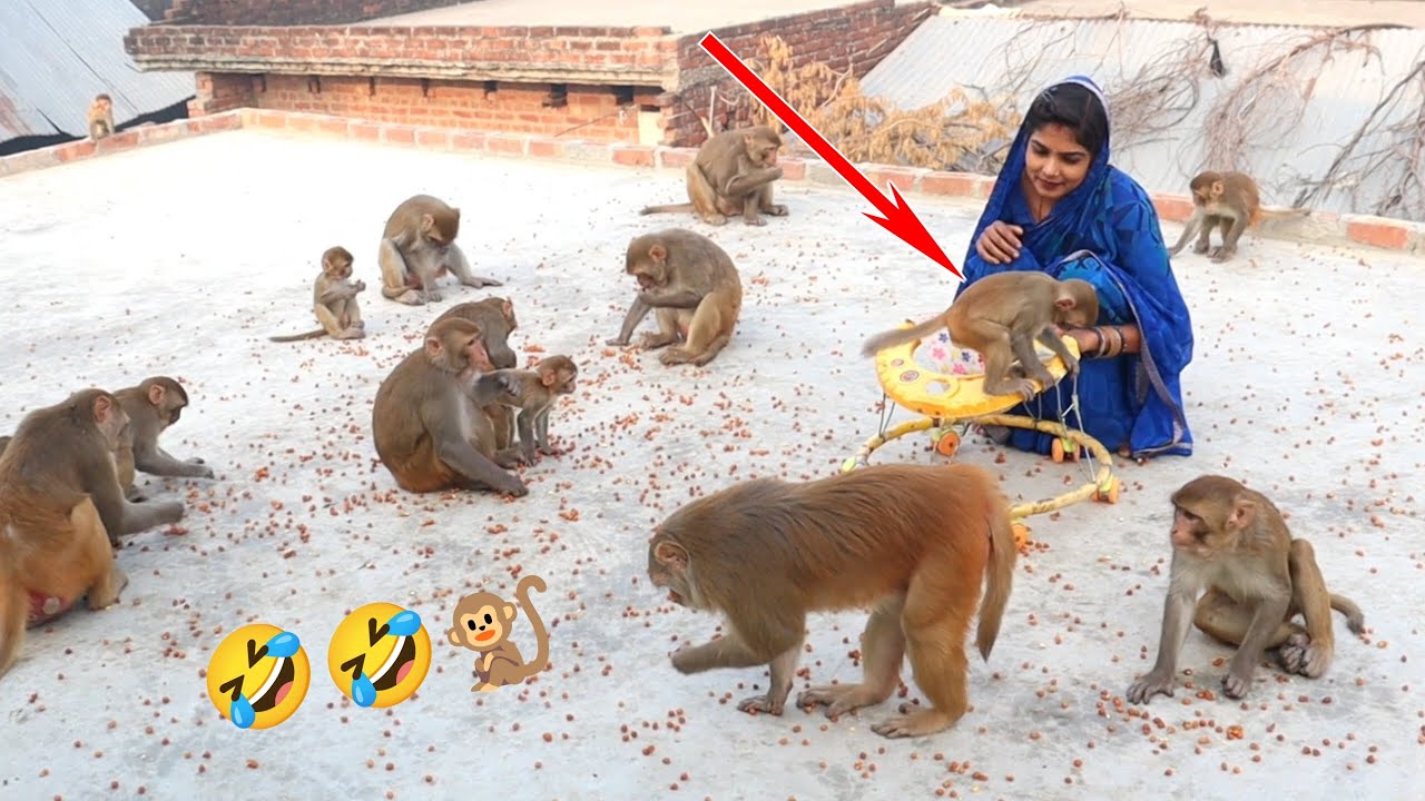 चुलबुली ने की Walker के साथ खूब मस्ती😂😂🐒| Monkeys Very Very Funny Chana Party | Feeding Monkeys ...